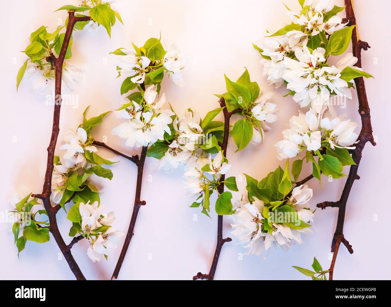 Apple tree blossom branch neon background flat lay. White flowering ...