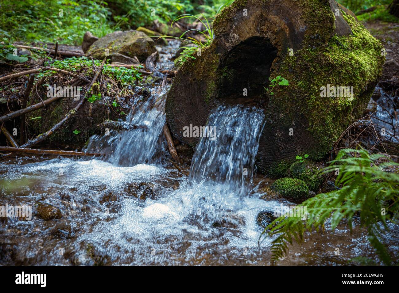 Water from a stream in the forest flowing through the middle of a tree ...