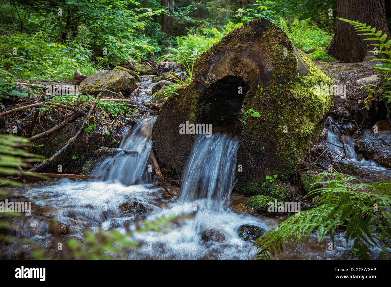 Stream flowing through rocks trees in forest day hi-res stock ...