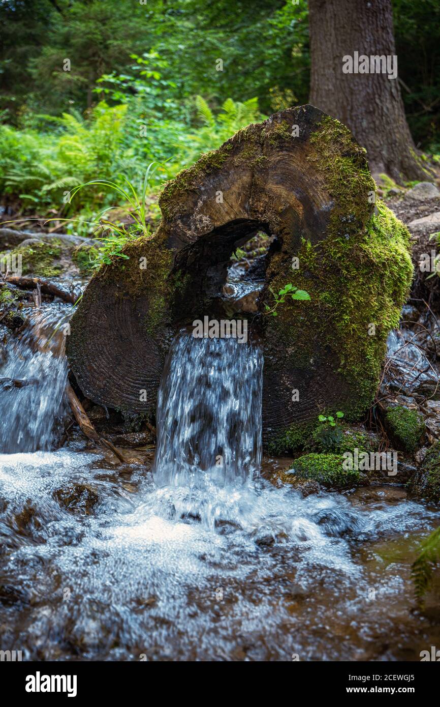 Flowing tree hi-res stock photography and images - Alamy