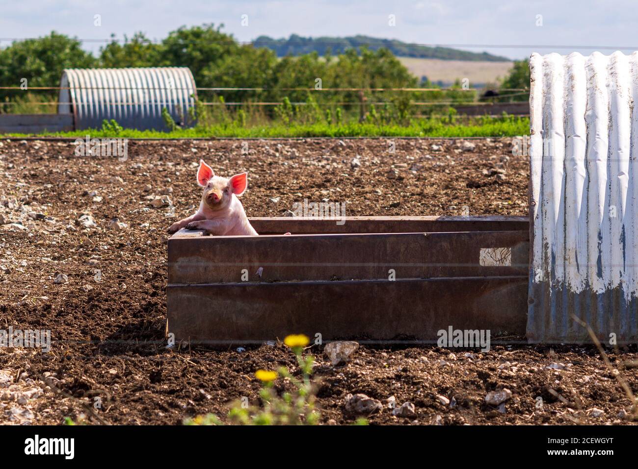 Pig in sty hi-res stock photography and images - Alamy