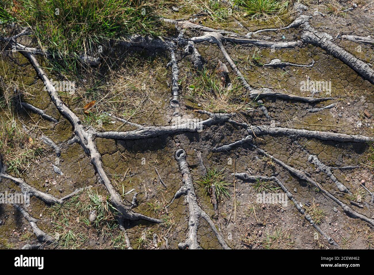 Root system of a tree hi-res stock photography and images - Alamy