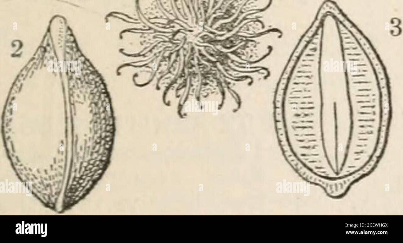 Mr Ovary High Resolution Stock Photography and Images - Alamy