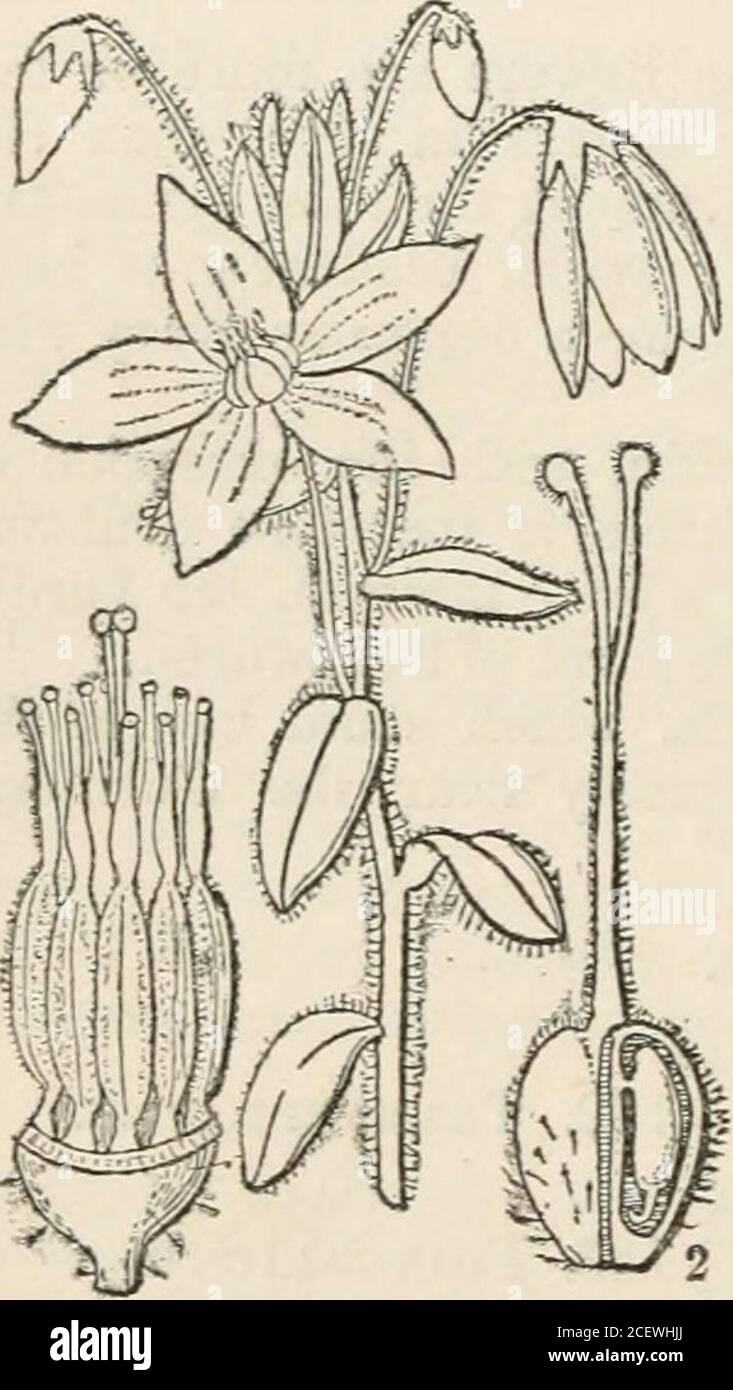 Hooked appendage hi-res stock photography and images - Alamy