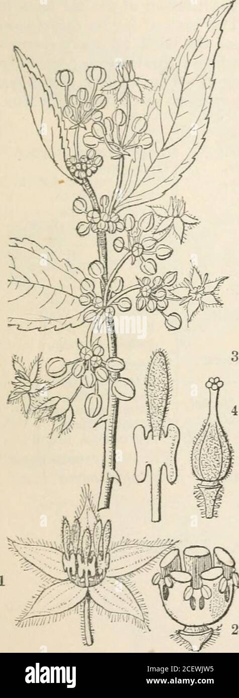 Fruit cell structure hi-res stock photography and images - Alamy