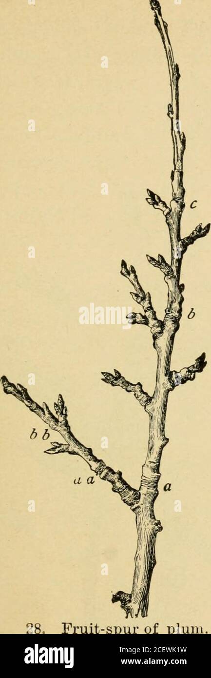 Spur bearing pear hi-res stock photography and images - Alamy