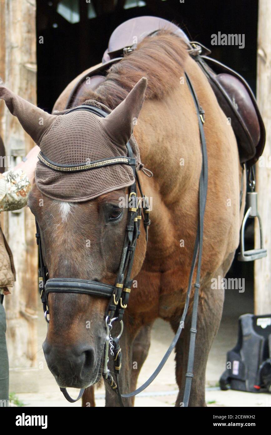 Reitpferd hi-res stock photography and images - Alamy