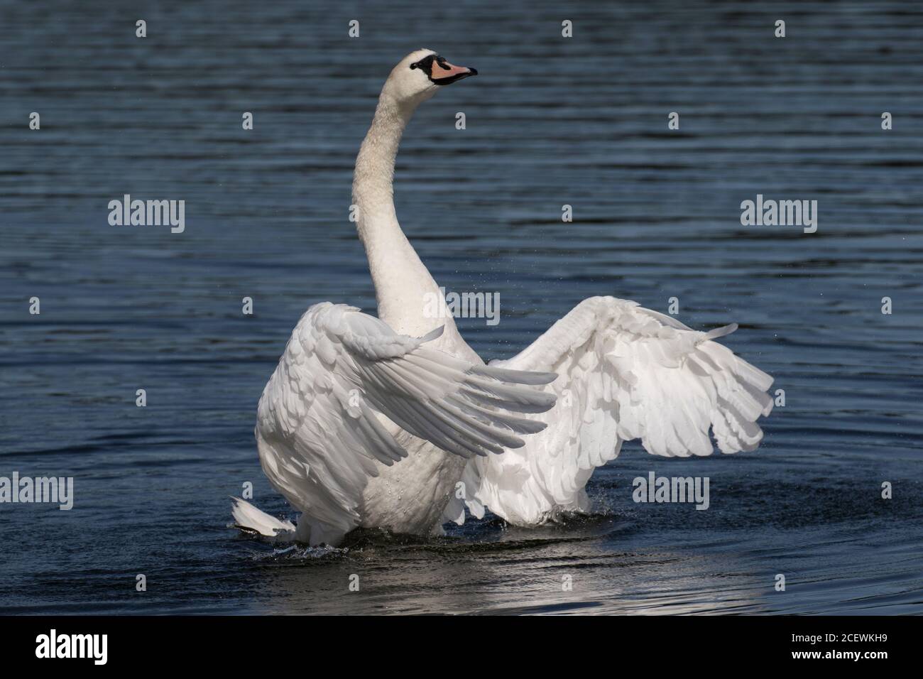 Wings display hi-res stock photography and images - Alamy