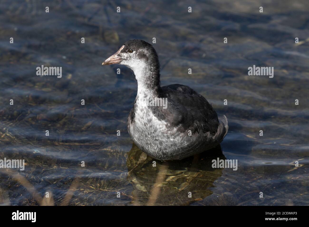 Juvenile coot hi-res stock photography and images - Alamy