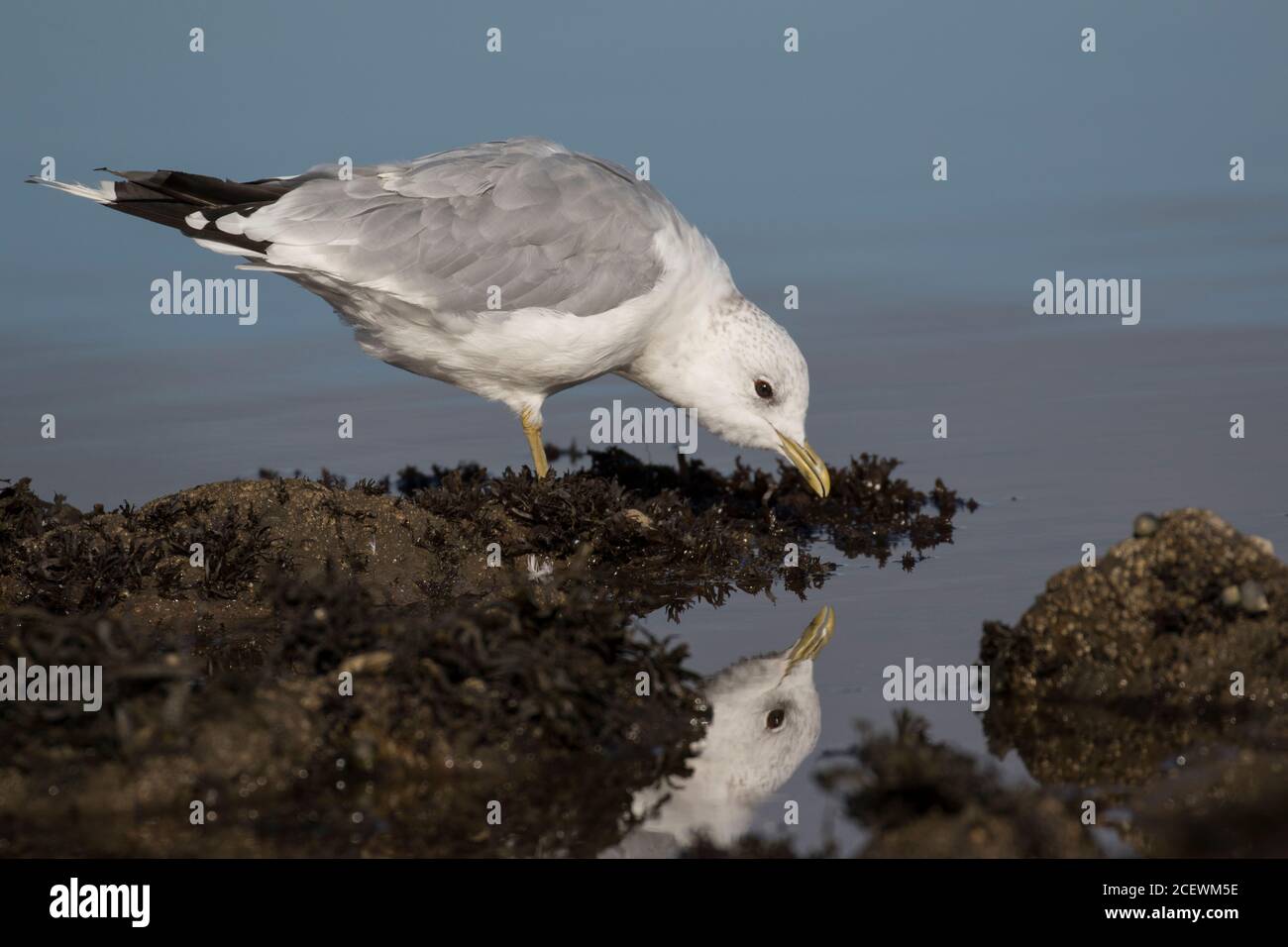 Canas hi-res stock photography and images - Alamy