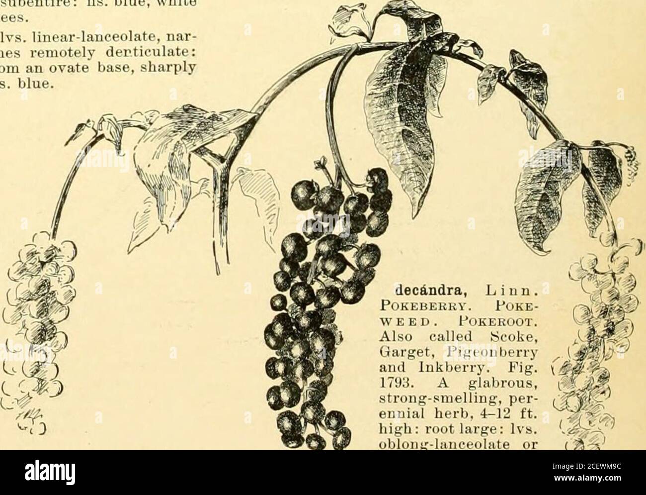 American pokeweed shoots hi-res stock photography and images - Alamy