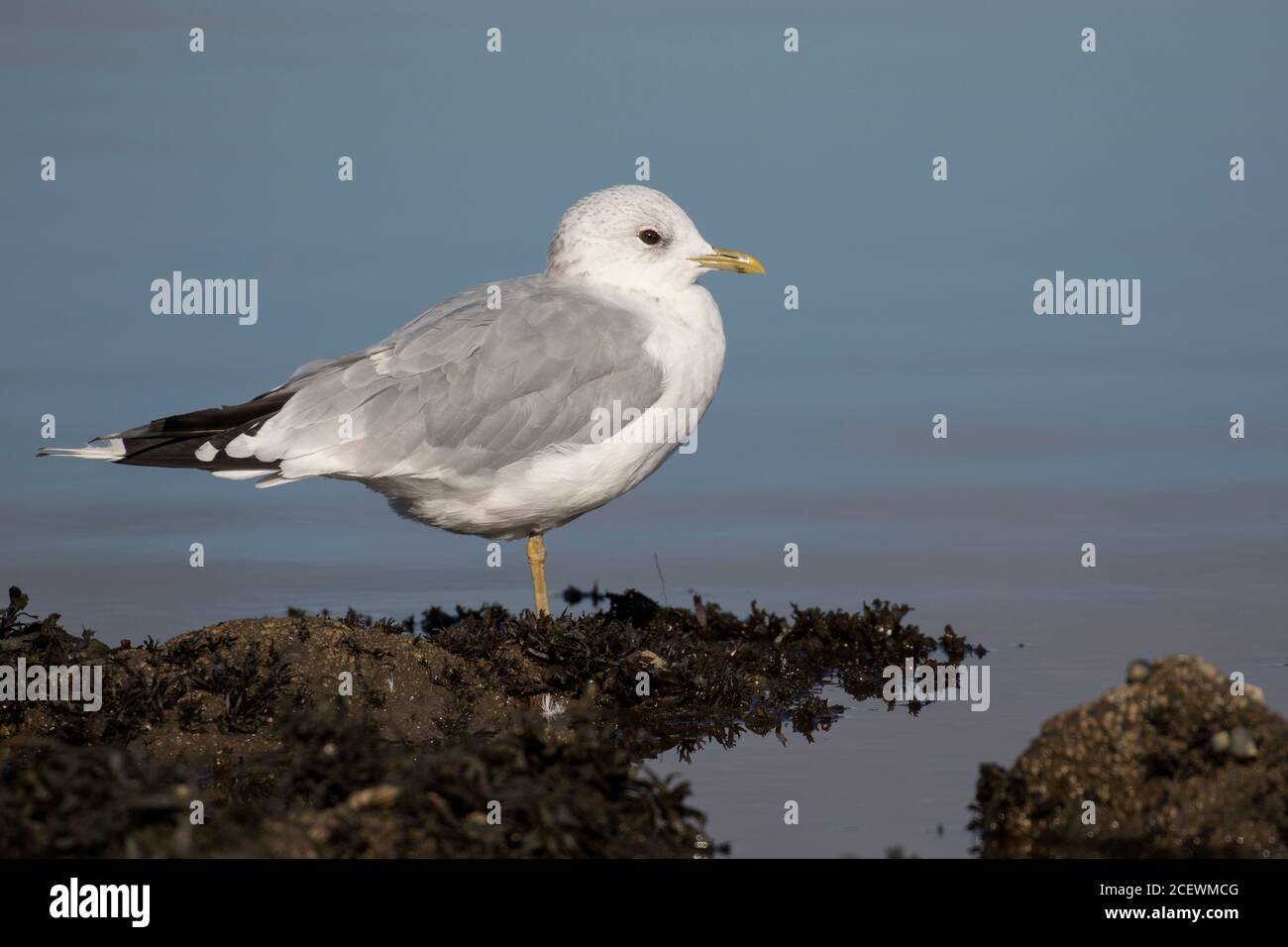 Common gull in Winter plumage Stock Photo - Alamy