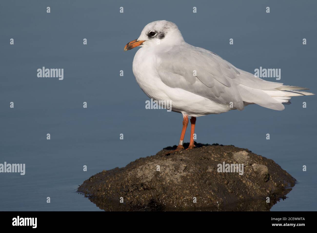 Mediterranean gull in Winter plumage Stock Photo - Alamy