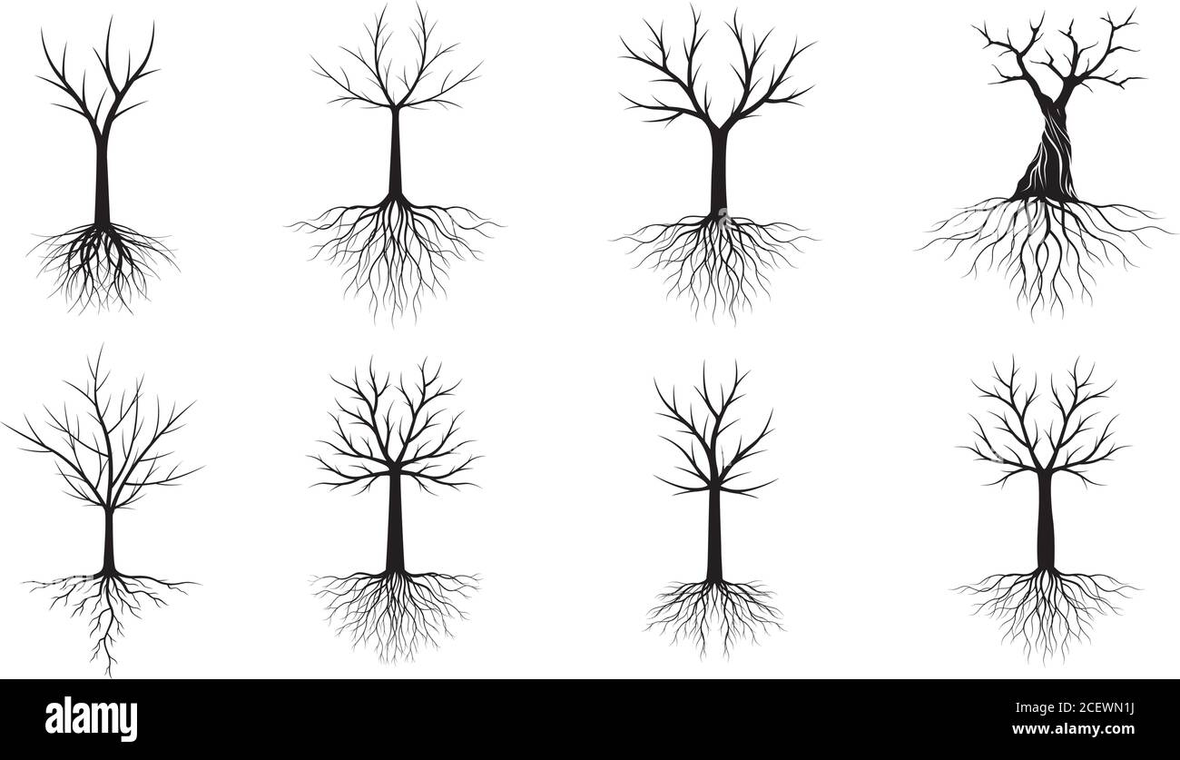 Set black Trees with Roots. Vector outline Illustration. Plant in ...