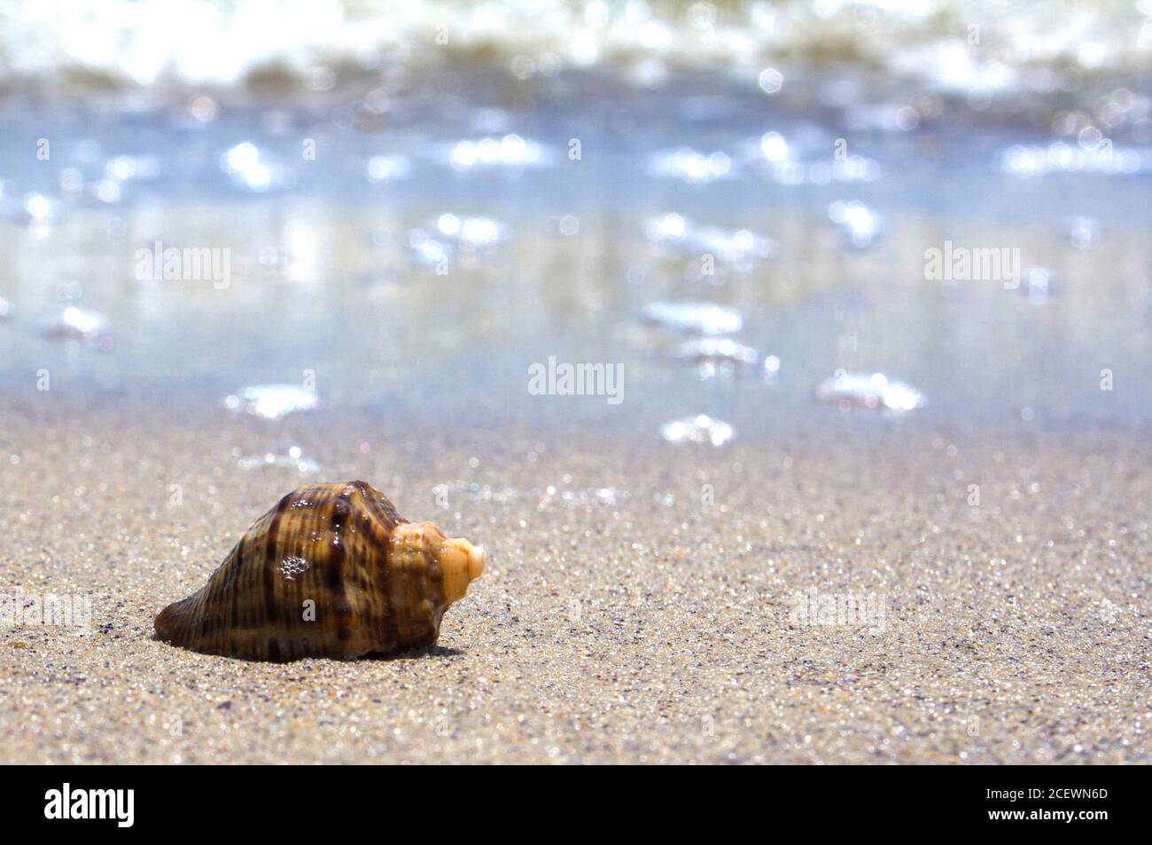 Summer beach vacation background with seashell, sand, sea, sunlight and ...
