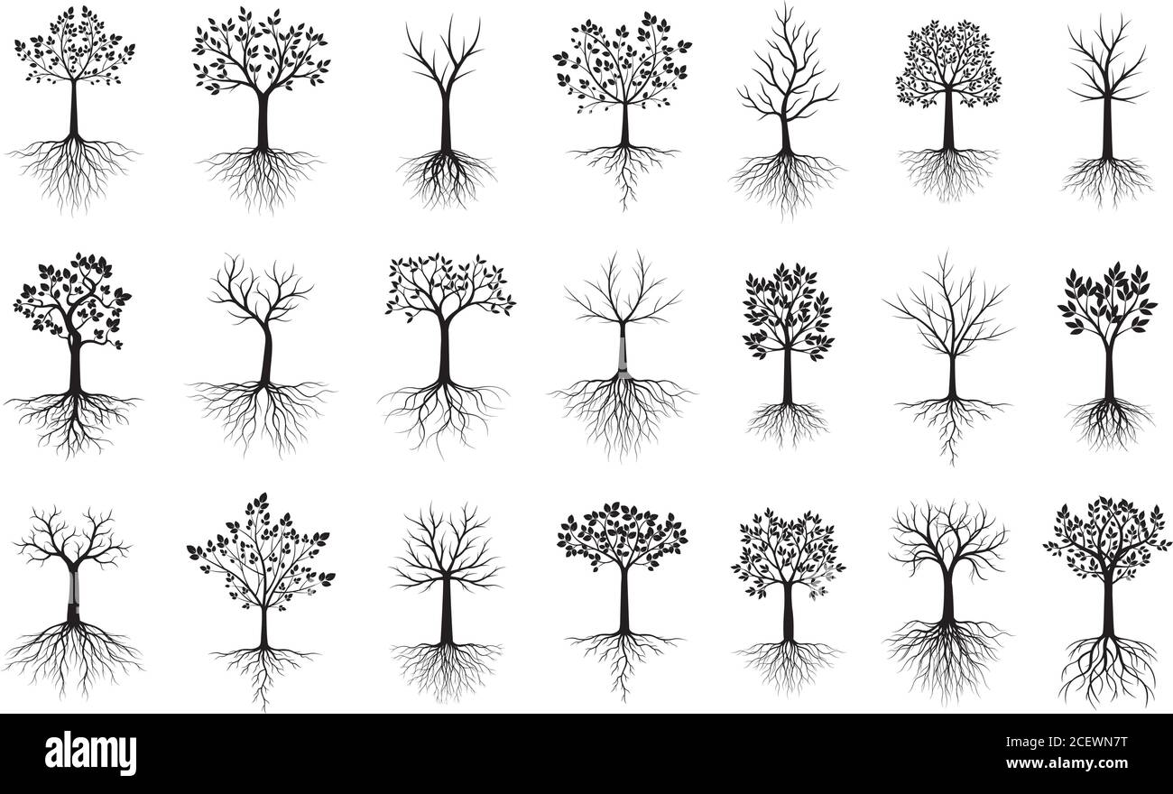 Set black Trees with Roots. Vector outline Illustration. Plant in ...