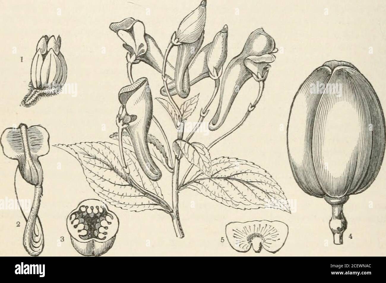 Balanus sp hi-res stock photography and images - Alamy