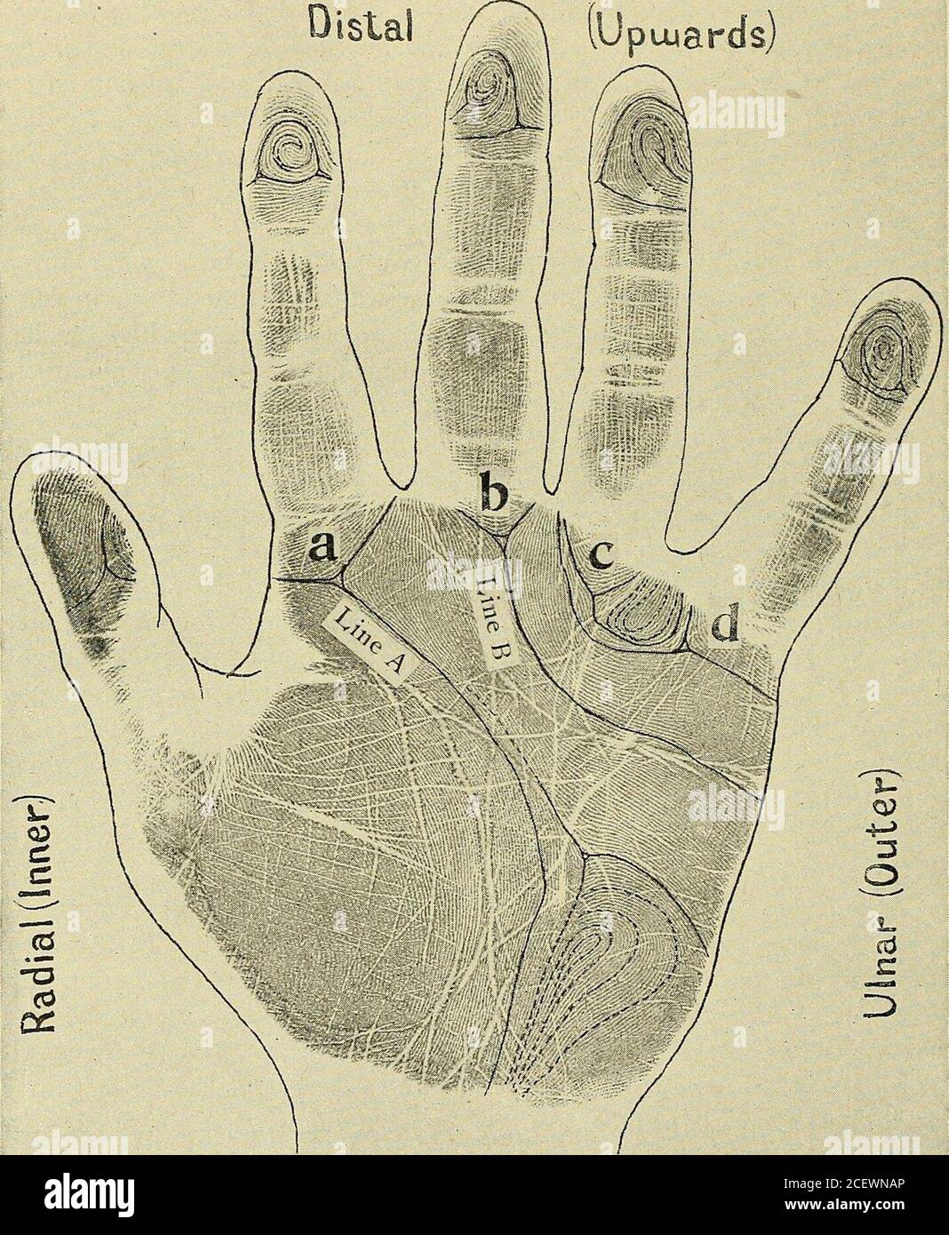 Palm Prints For Identification
