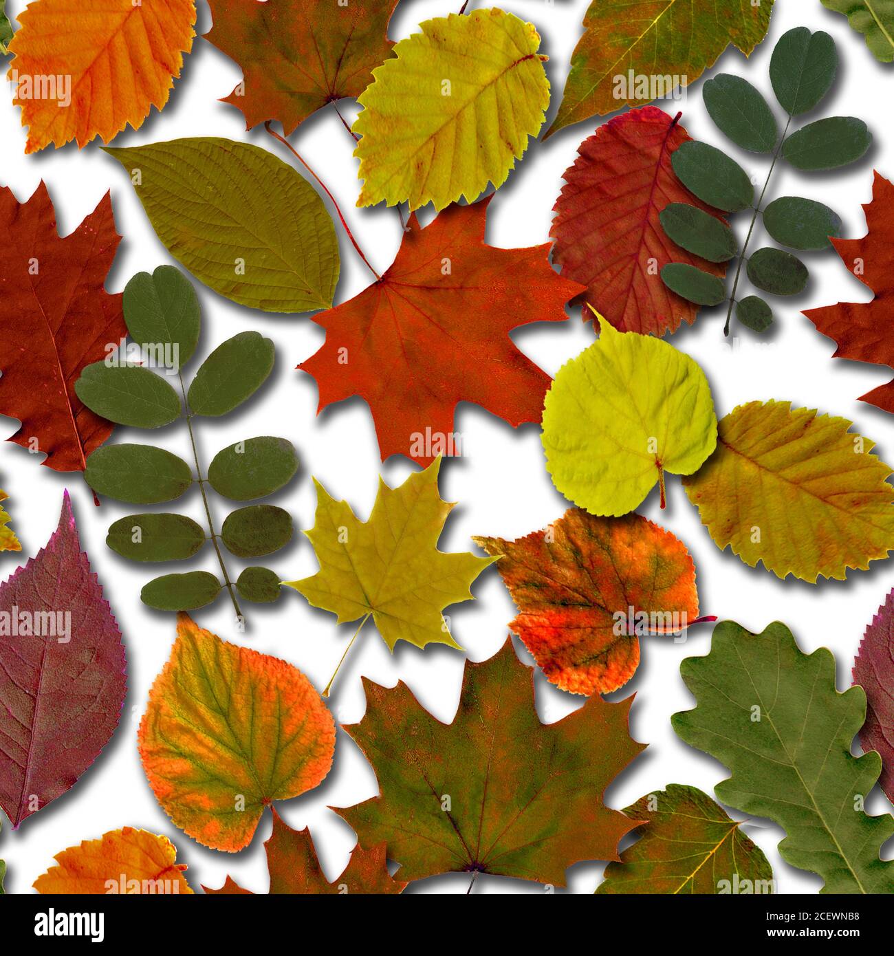 Fall leaves seamless pattern background. Autumn leaf colorful foliage ...