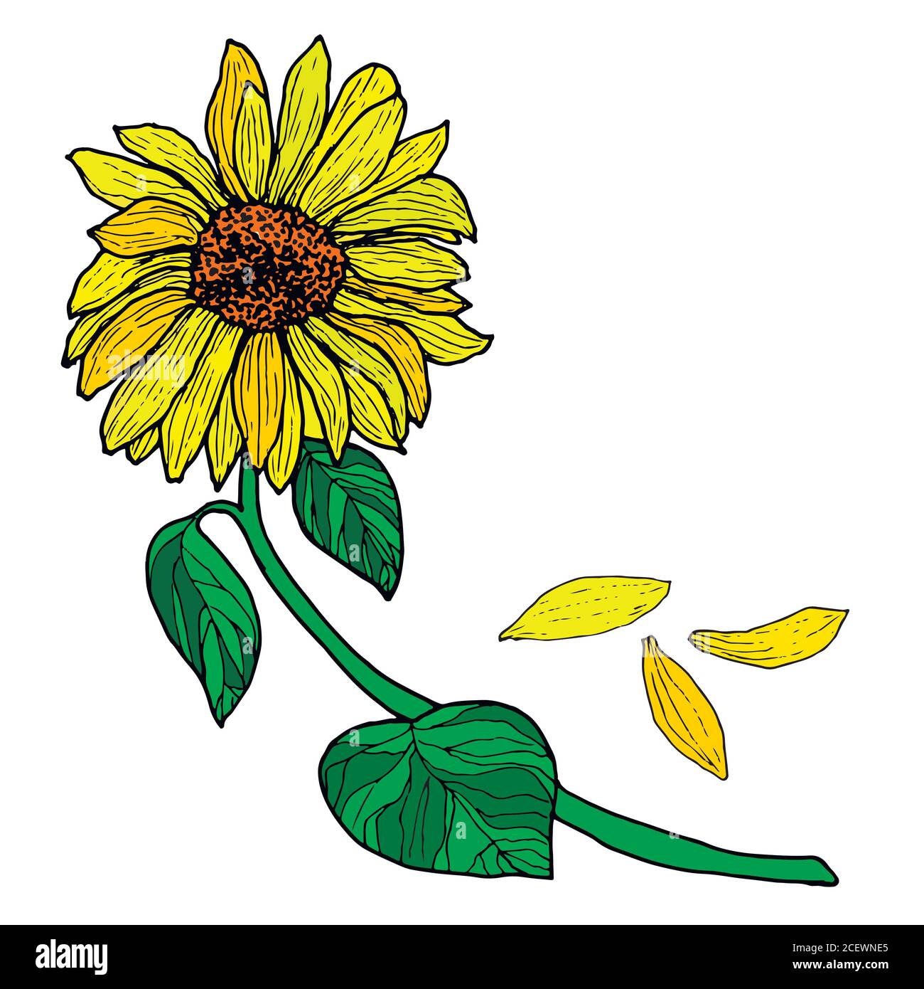 Sunflower leaves on white Stock Vector Images - Alamy