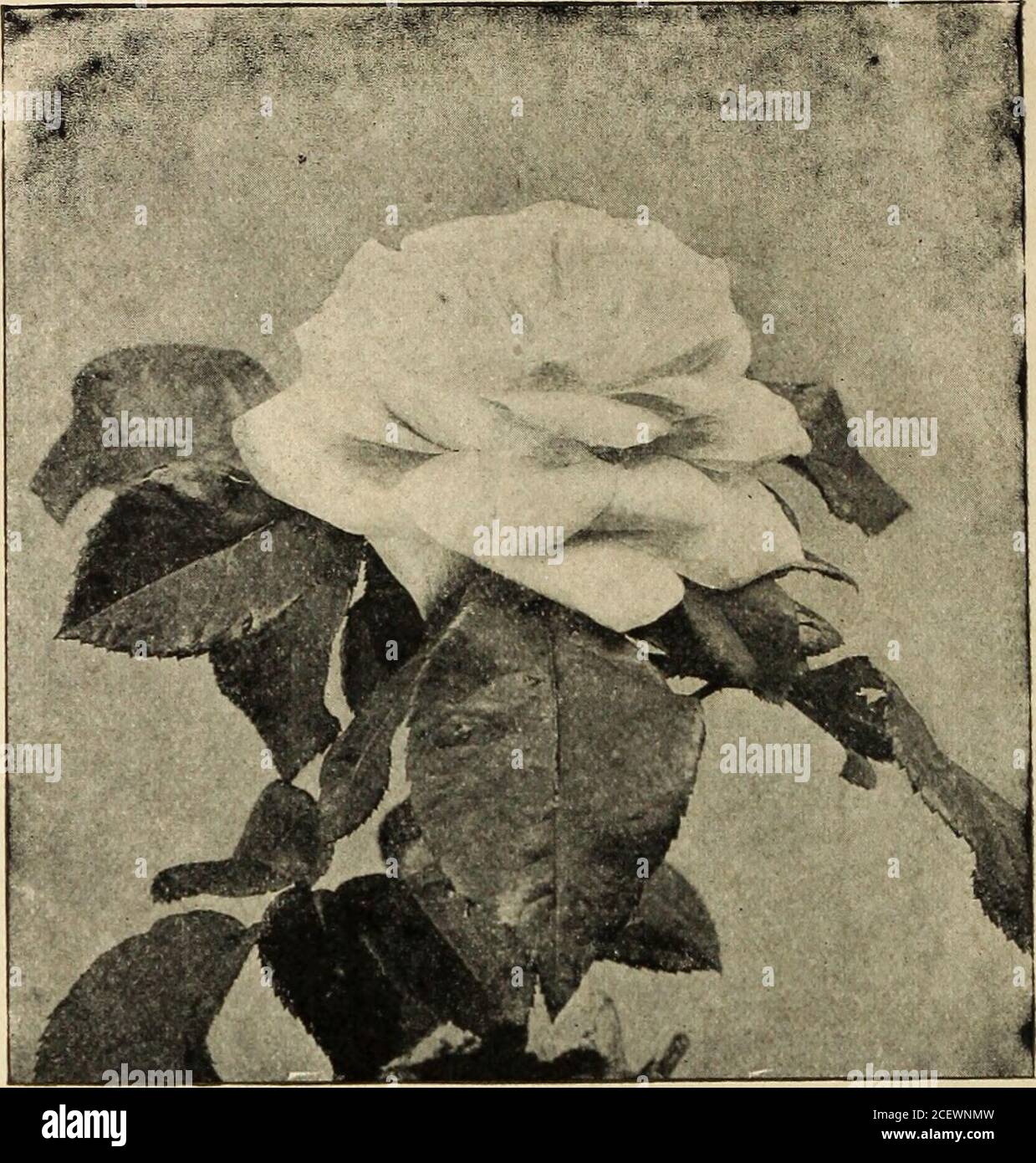 Marquise Brilliant High Resolution Stock Photography and Images - Alamy