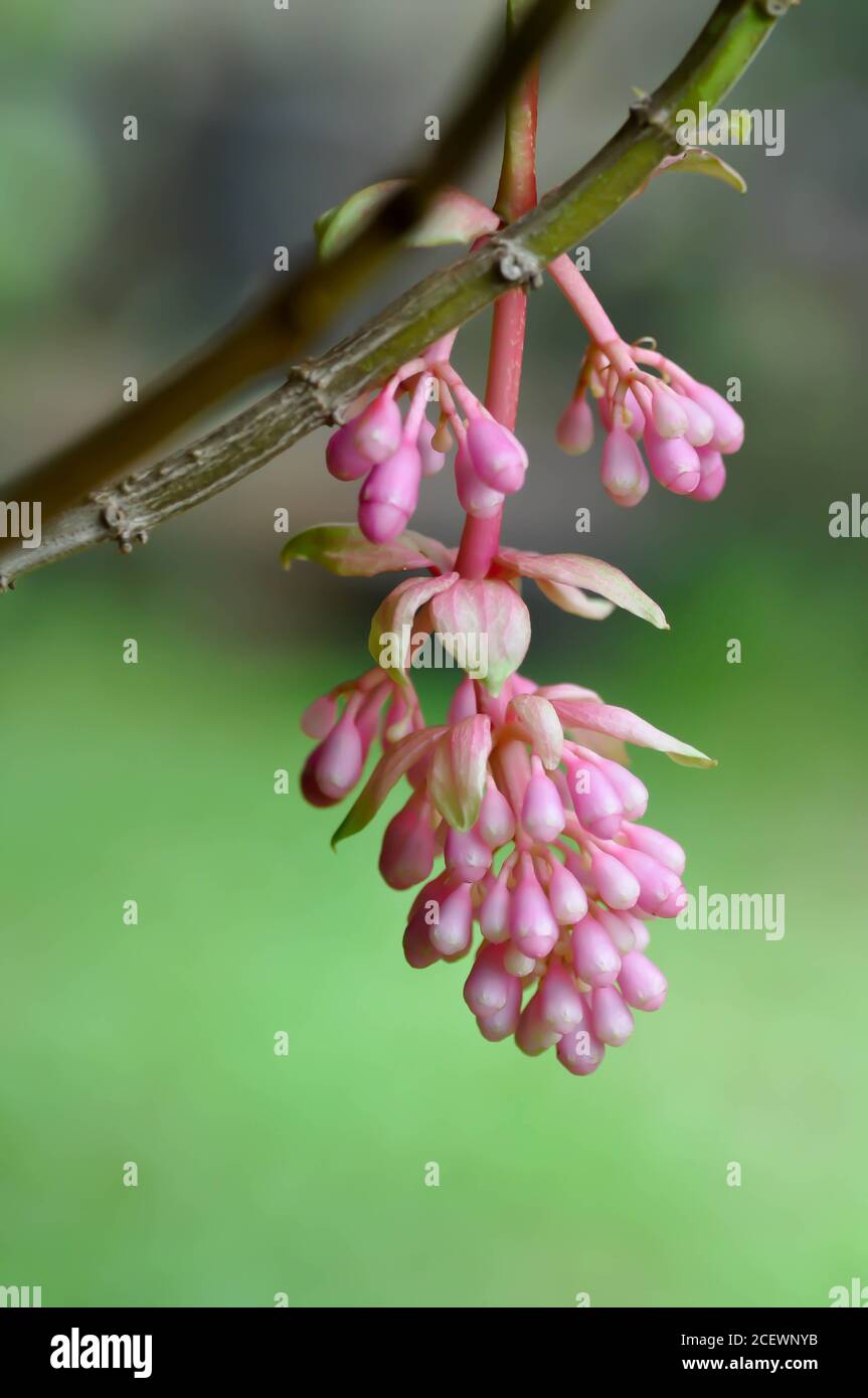 Rose Grape or Showy Medinilla, Medinilla magnifica Lindl flower Stock ...