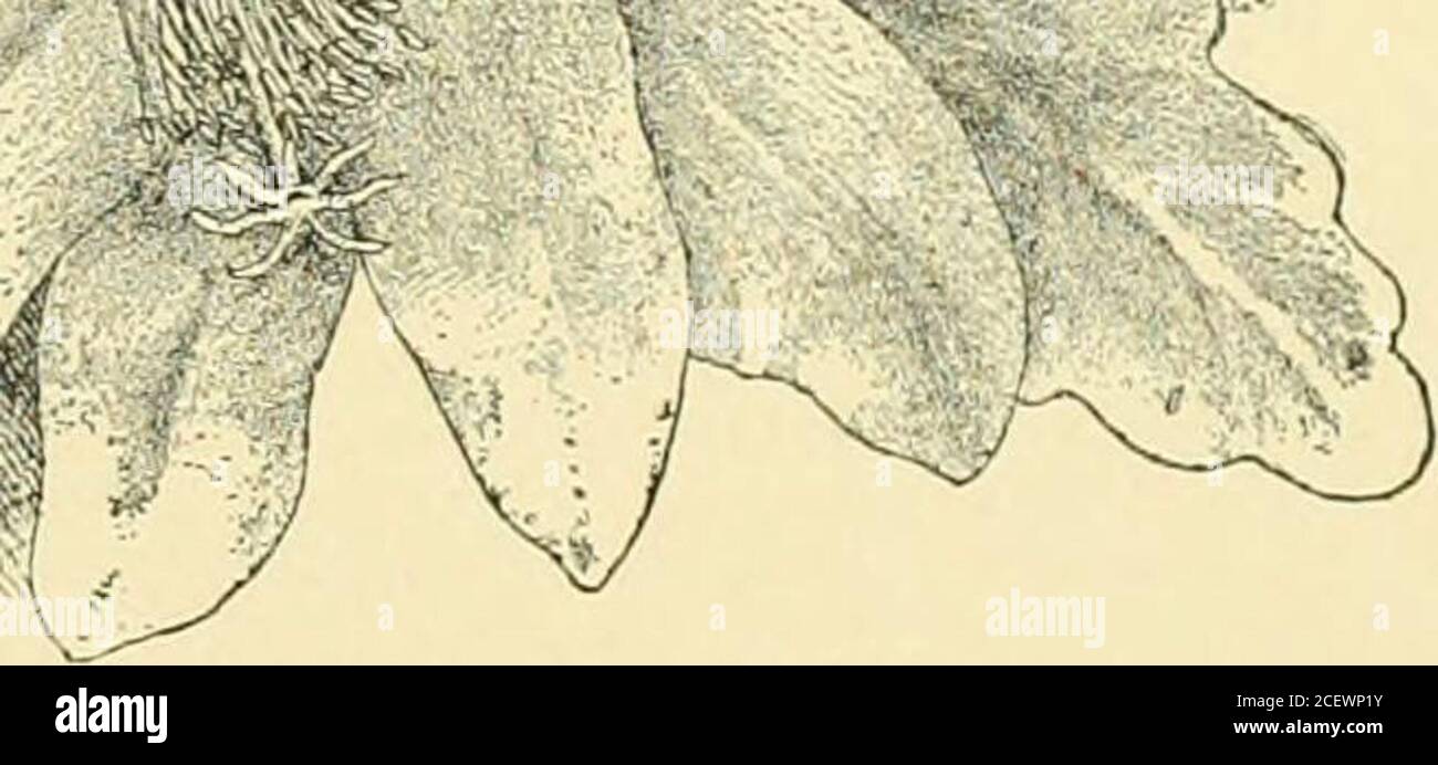 . Cyclopedia of American horticulture, comprising suggestions for ...