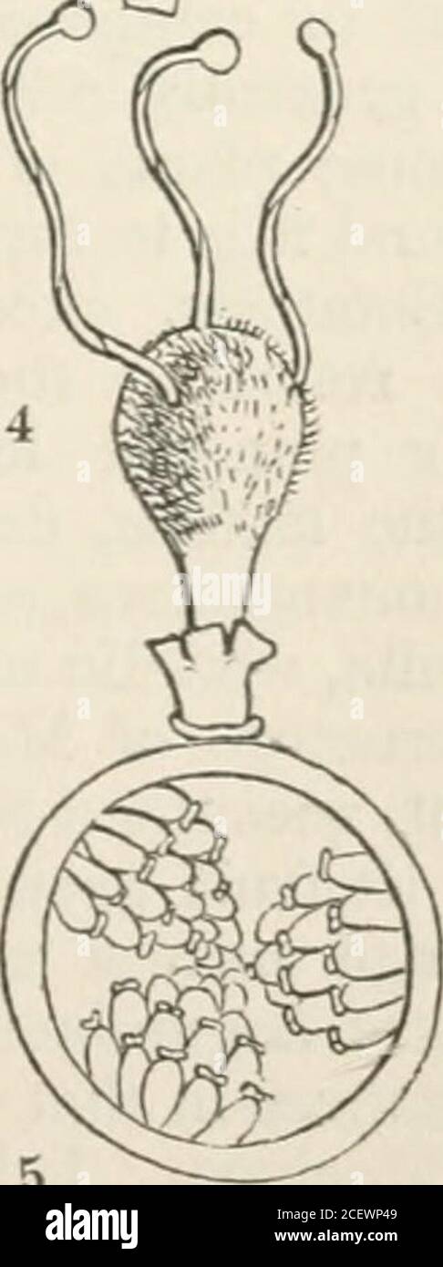 . The vegetable kingdom : or, The structure, classification, and uses ...