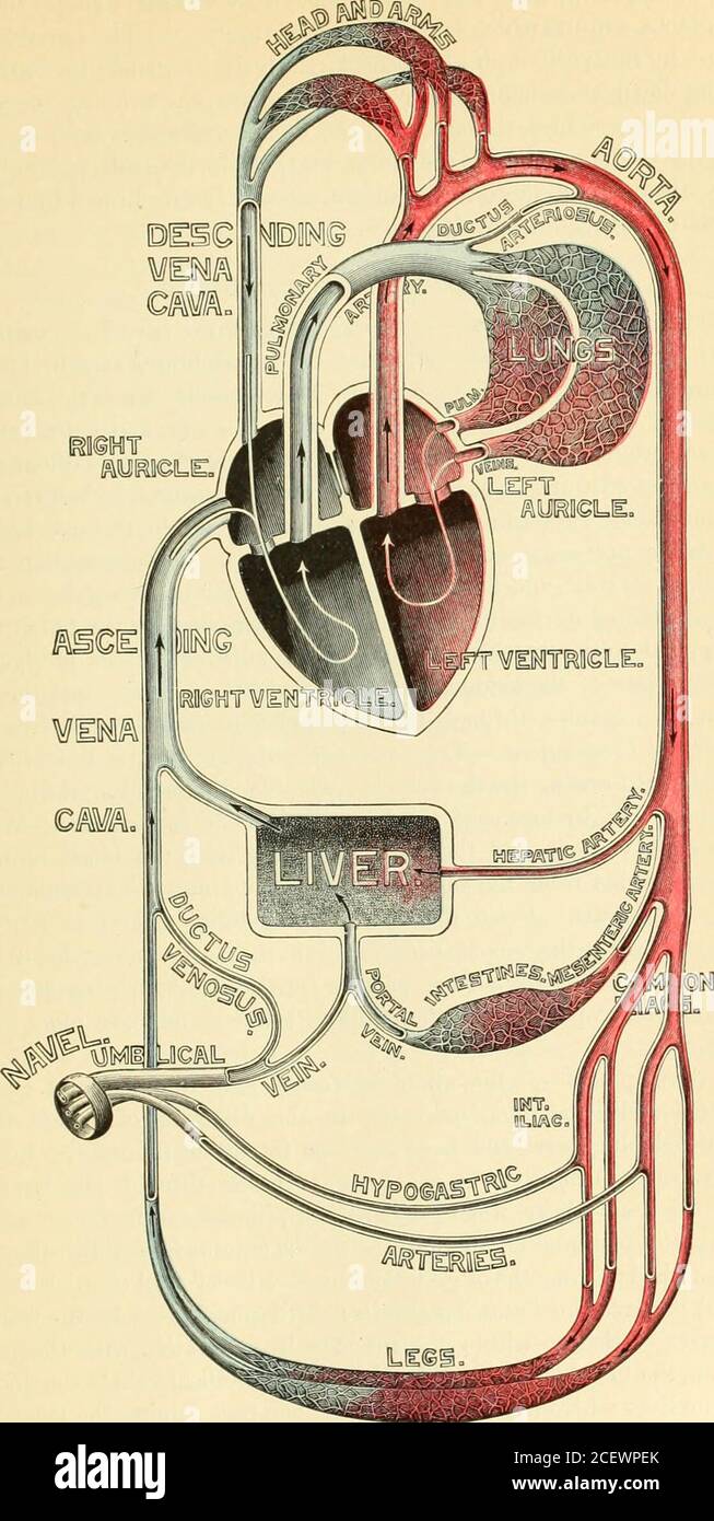 . An American text-book of obstetrics. For practitioners and students ...