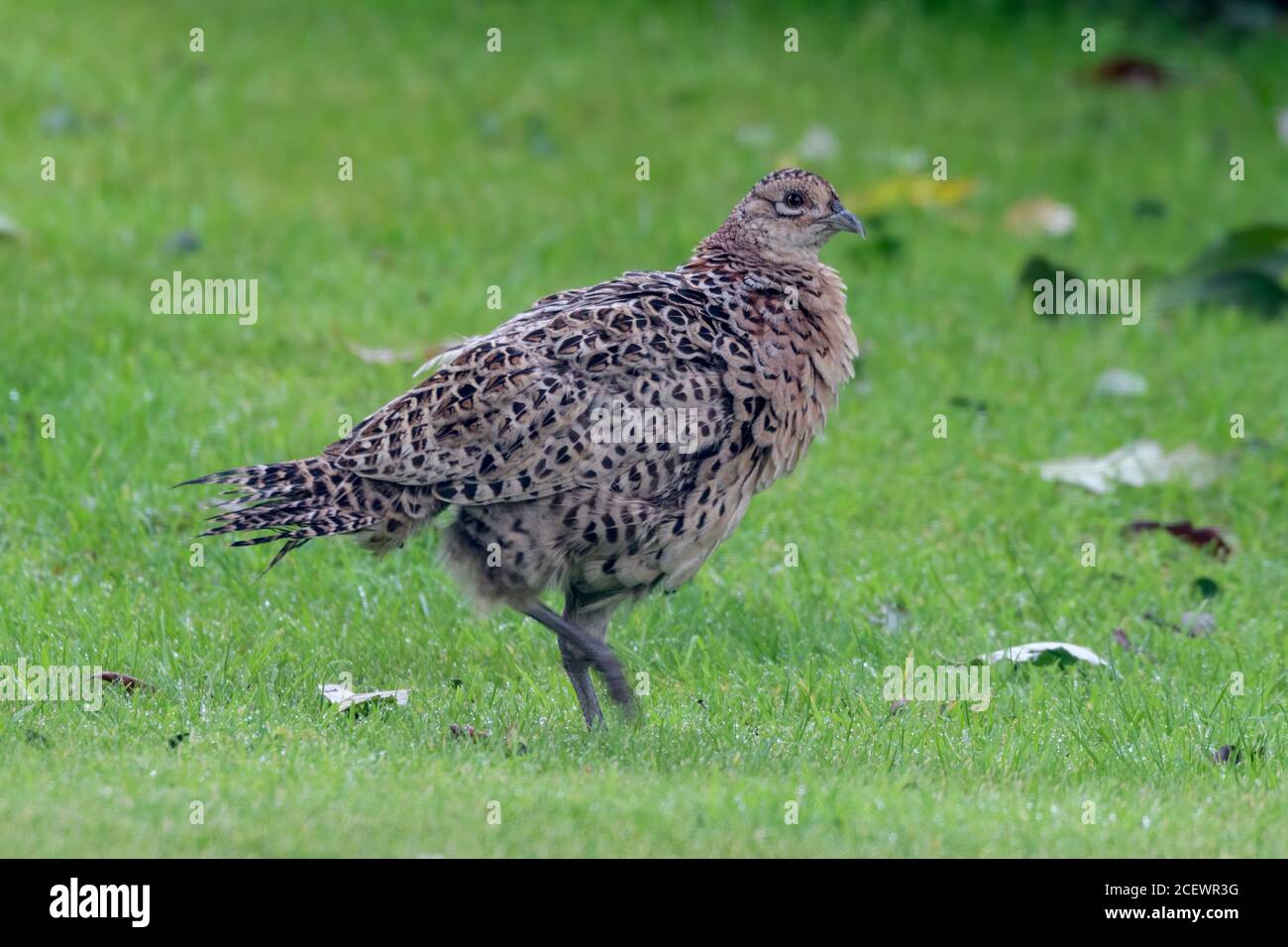 Juvenile female ring necked pheasant Stock Photo - Alamy