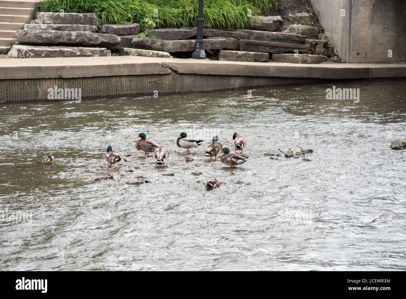 Group of mallard ducks wading in the shallow DuPage River water in ...