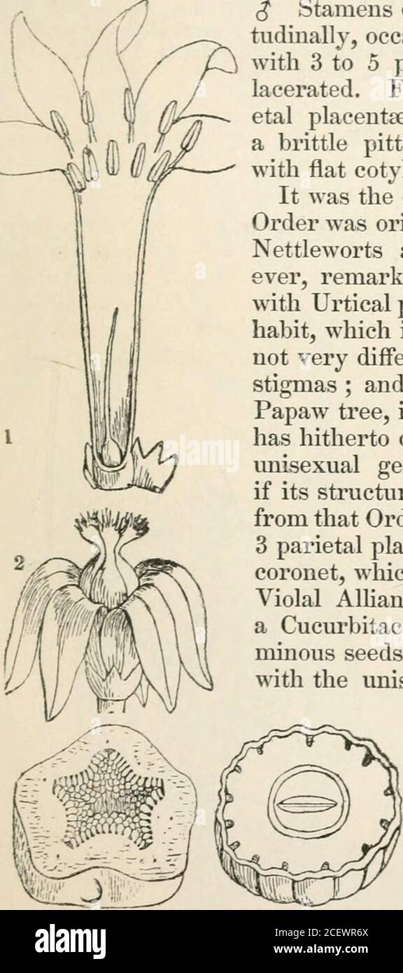 . The vegetable kingdom : or, The structure, classification, and uses ...