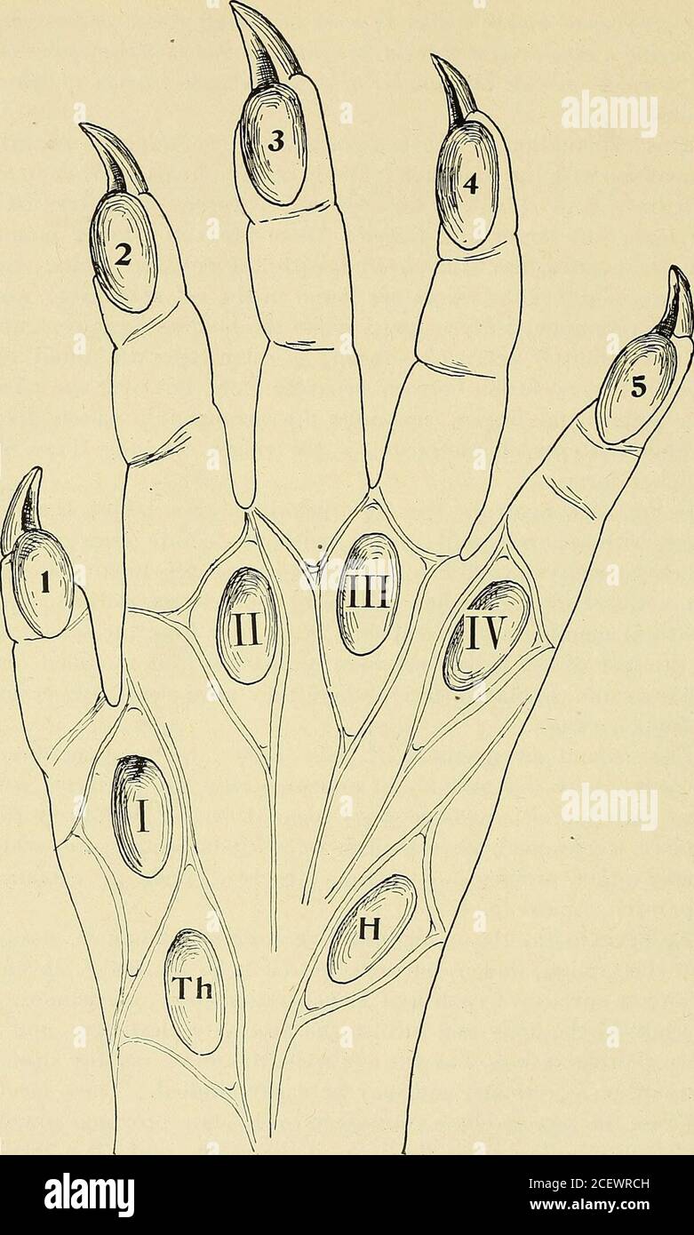 Three dead mice hi-res stock photography and images - Alamy