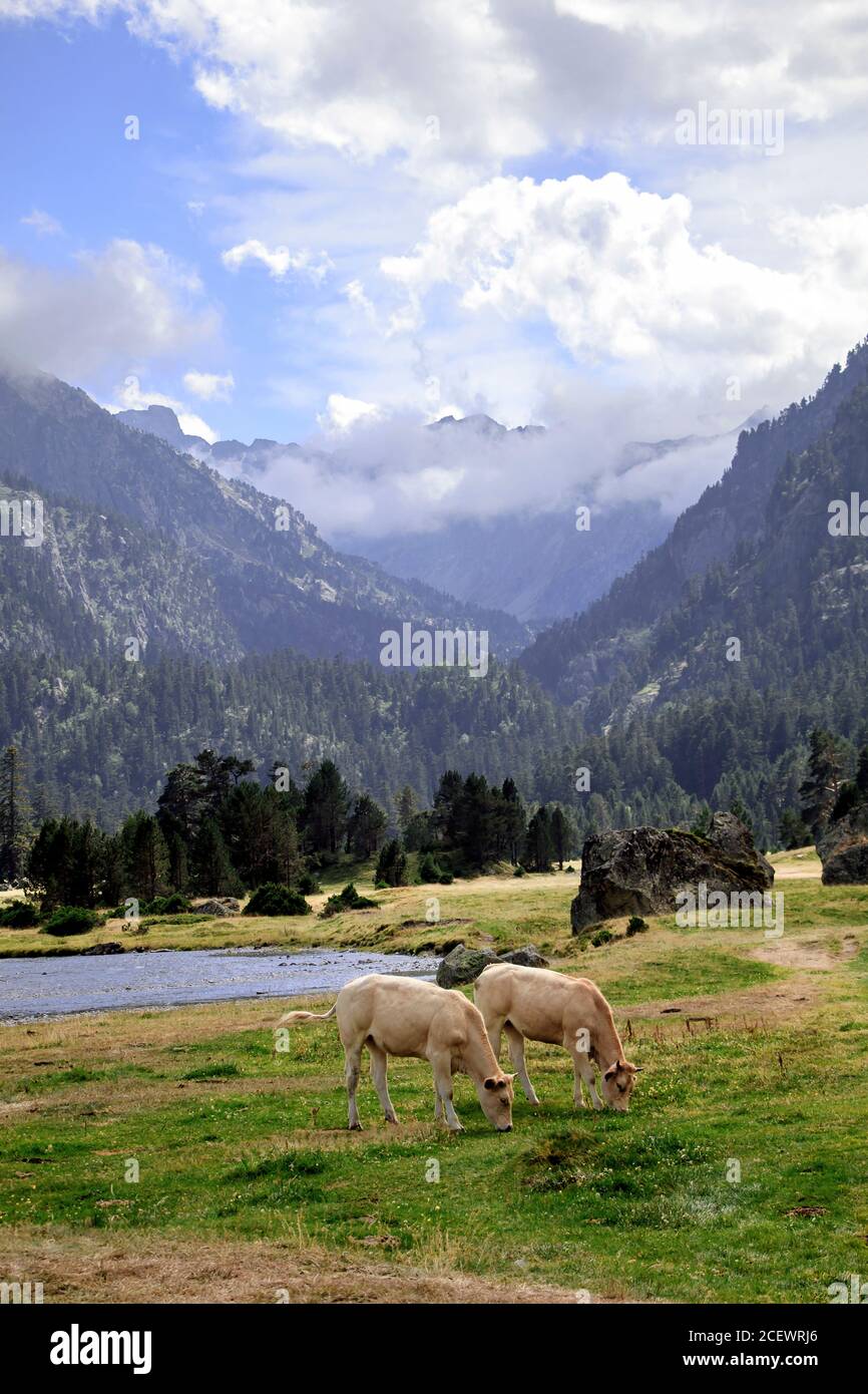 The Bearnaise French cow breed of domestic beef cattle on a green ...