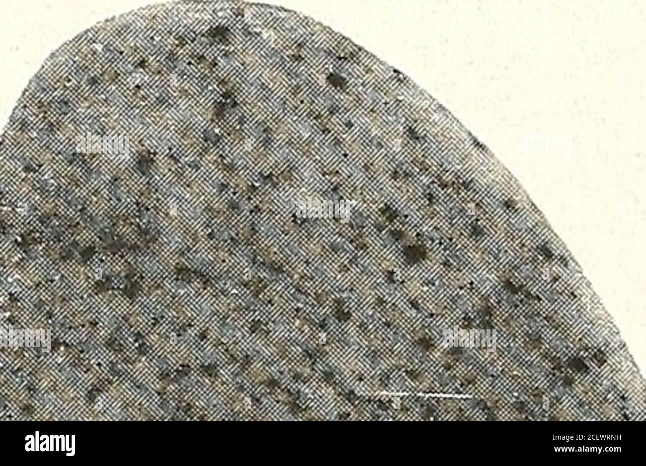 . Hog cholera. o Stock Photo - Alamy