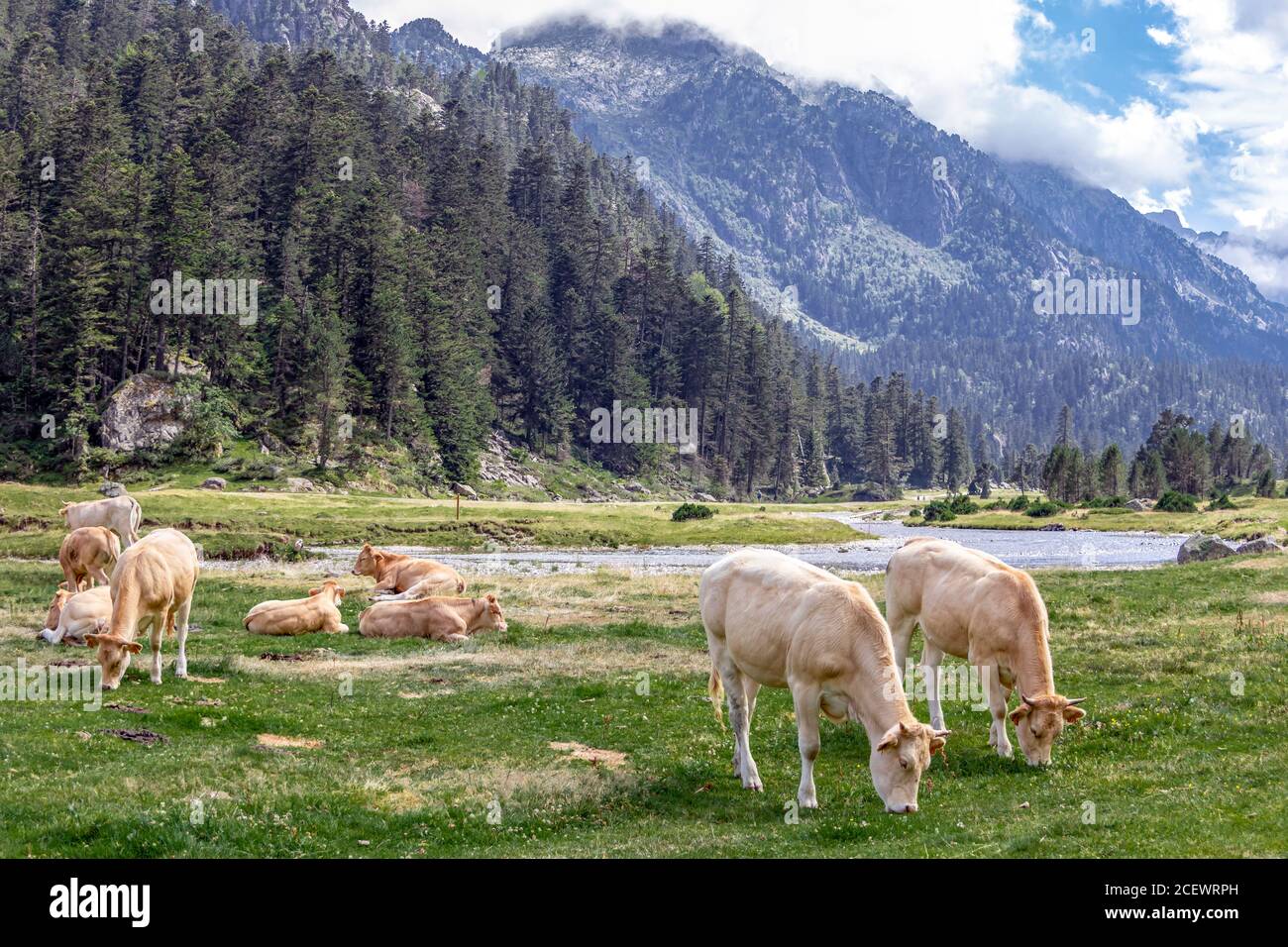The Bearnaise French cow breed of domestic beef cattle on a green ...