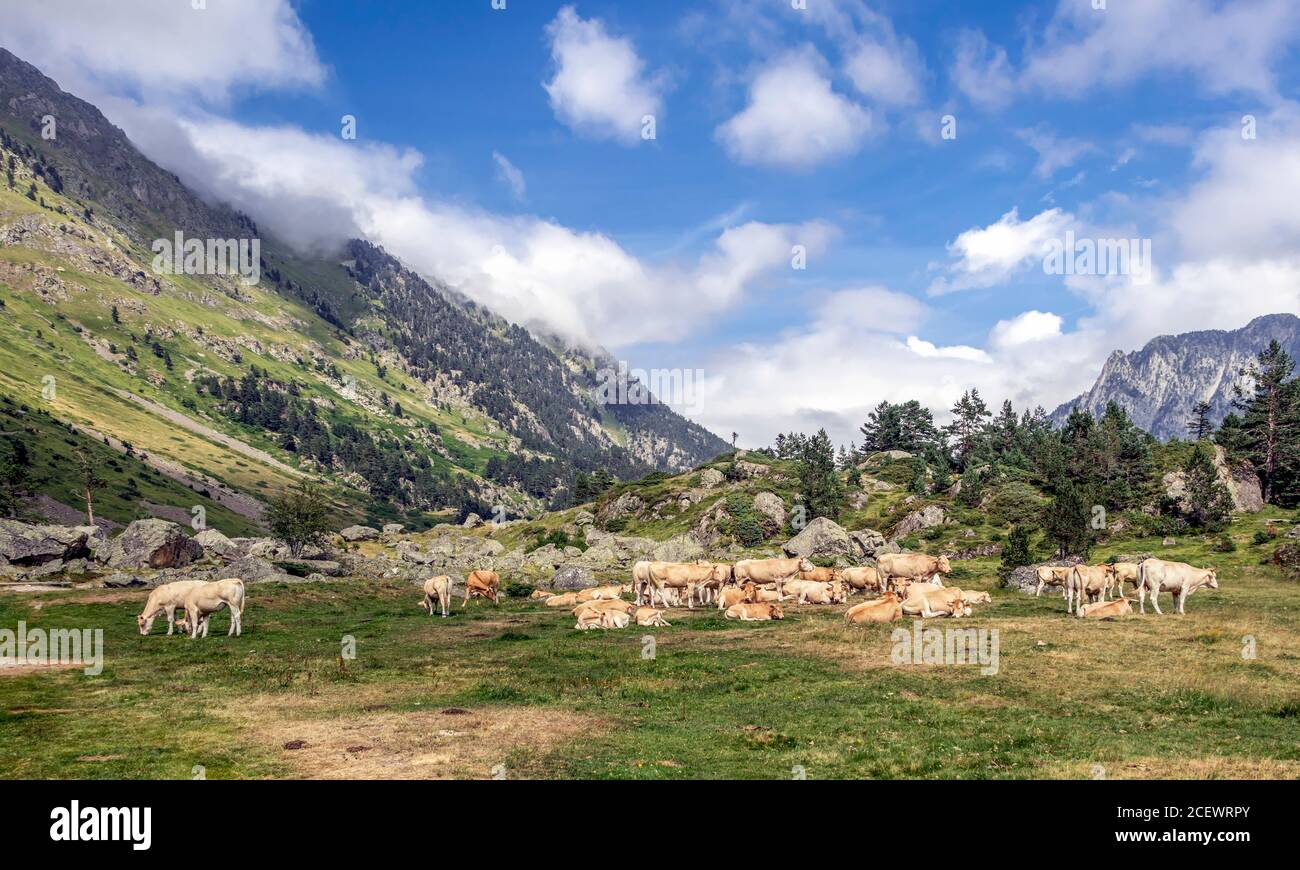 The Bearnaise French cow breed of domestic beef cattle on a green ...