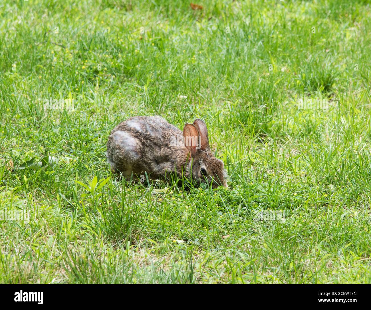 Eastern cottontail rabbit foraging in grass area in Naperville ...