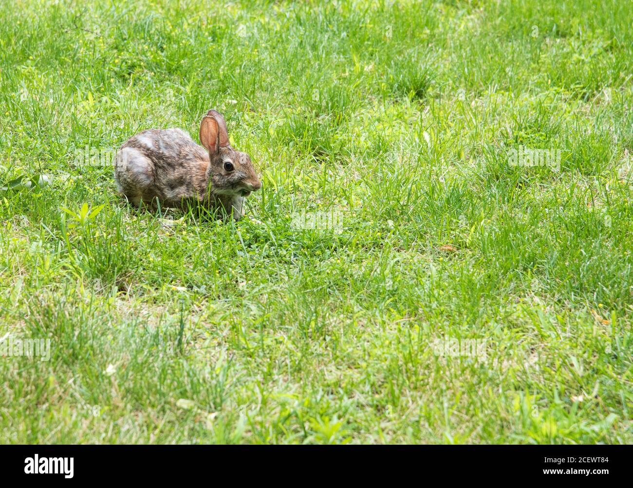 Eastern cottontail isolated hi-res stock photography and images - Alamy