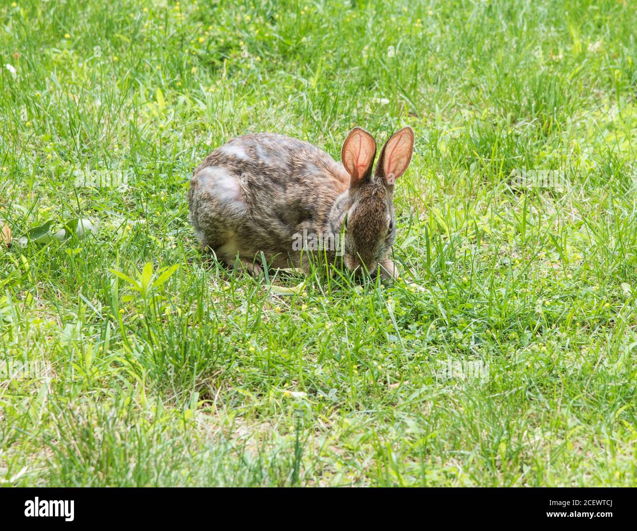 Eastern cottontail isolated hi-res stock photography and images - Alamy