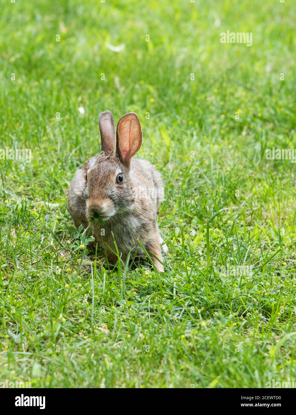 Eastern cottontail isolated hi-res stock photography and images - Alamy