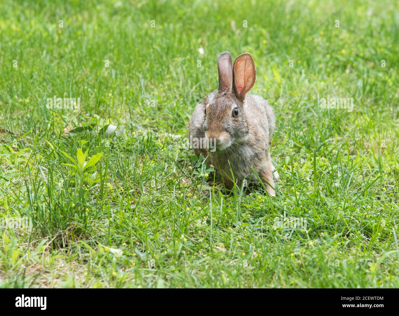 Cottontail rabbit looking at camera hi-res stock photography and images ...