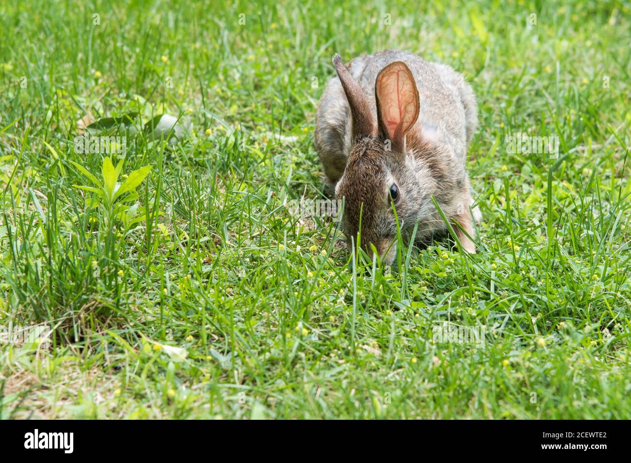 Eastern cottontail isolated hi-res stock photography and images - Alamy