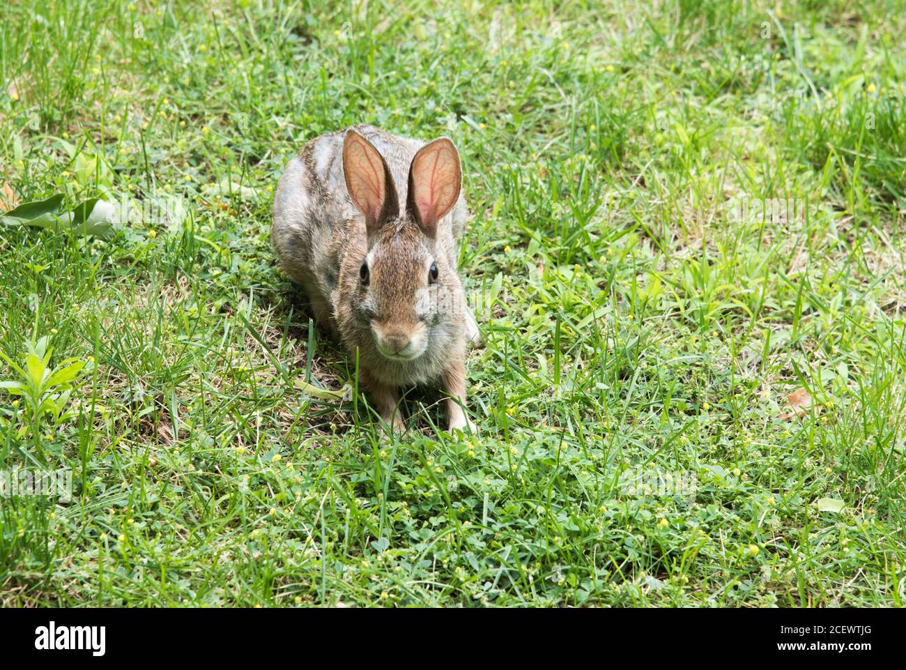 Eastern cottontail isolated hi-res stock photography and images - Alamy