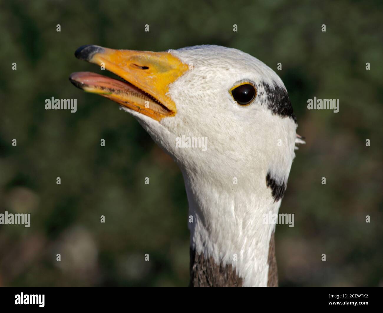 Bar-Headed Goose (anser indicus Stock Photo - Alamy