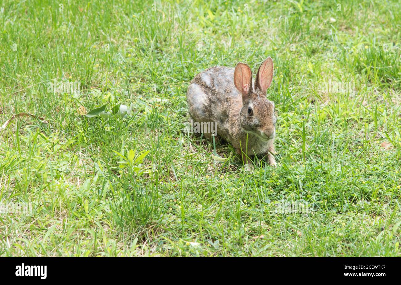 Eastern cottontail isolated hi-res stock photography and images - Alamy