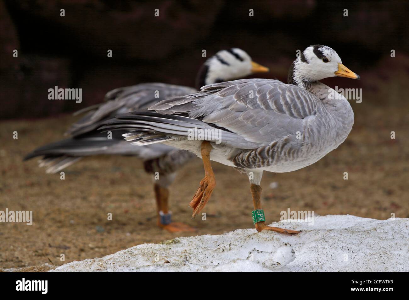 Bar-Headed Goose (anser indicus Stock Photo - Alamy