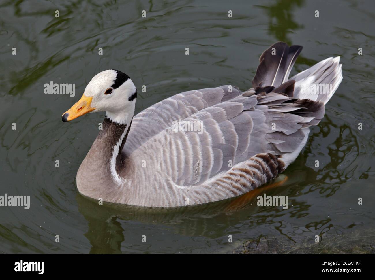 Bar-Headed Goose (anser indicus Stock Photo - Alamy