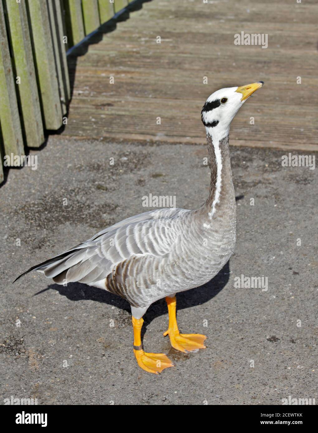 Bar-Headed Goose (anser indicus Stock Photo - Alamy