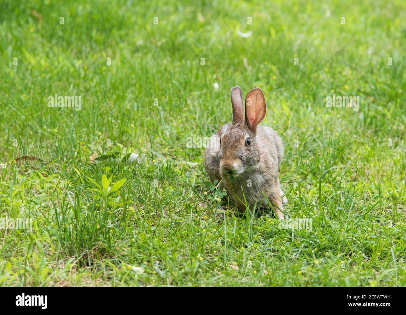 Eastern cottontail rabbit frolicking on grass area in Naperville ...